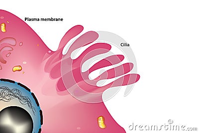Cilia Of Cell Cartoon Vector | CartoonDealer.com #321824615
