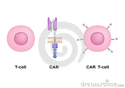 Immunotherapy / T Cell And Chimeric Antigen Receptor / Science Vector ...