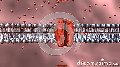 Cell Transport Refers To the Movement of Substances Across the Cell ...