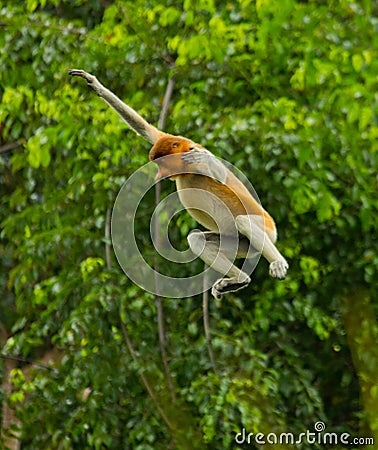 The Proboscis Monkey Is Jumping From Tree To Tree In The Jungle ...