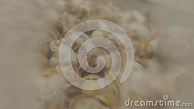 The Process of Isolating Mucin from the Snail. Extraction of Mucin from ...