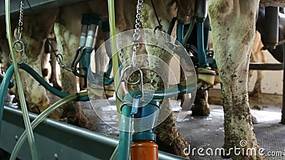 Process of Machine Milking of Cows on Farm. Back View of Cows with ...