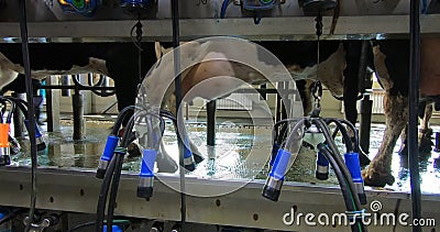 The Process of Milking Cows on the Farm. Stock Video - Video of ...