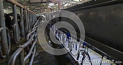 The Process of Milking Cows on the Farm. Stock Video - Video of factory ...