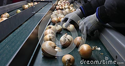 The Process of Sorting Onions on the Conveyor Belt of a Modern ...