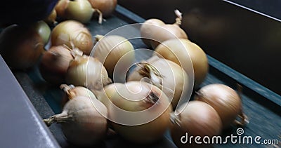 The Process of Sorting Onions on the Conveyor Belt of a Modern ...