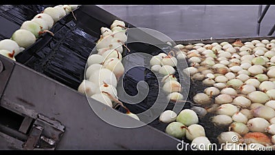 The Process of Washing Onions in a Vegetable Processing Plant 4K Stock ...