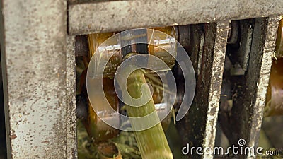 Processing of a Raw Sugar Cane. Sugar Production. Stock Video - Video ...