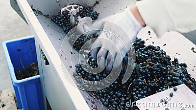Processing of Ripe Grapes in Machine. Stock Footage - Video of ...