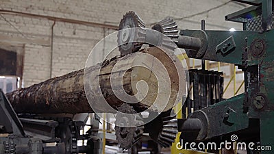 Processing of Round Timber Logs for Building Wooden House. Removing ...