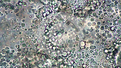 Production and Movement of Spherical Lactic Acid Bacteria in Real Time ...