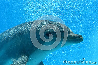 Profile Of Dolphin Stock Photo - Image: 14514890