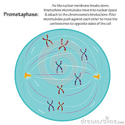 Prometaphase Stage Of Mitosis Cartoon Vector | CartoonDealer.com #251988687