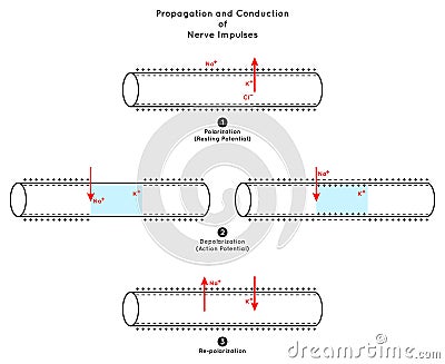 Propagation And Conduction Of Nerve Impulse Infographic Diagram Vector ...