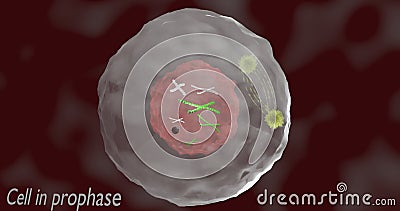 Prophase, First Phase In Mitosis, In 3d Illustration | CartoonDealer ...