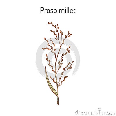 Proso Millet Panicum Miliaceum Vector Illustration | CartoonDealer.com ...