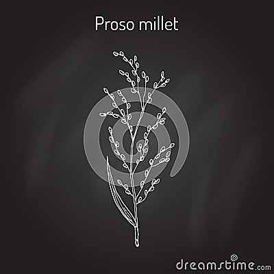 Proso Millet Panicum Miliaceum Vector Illustration | CartoonDealer.com ...