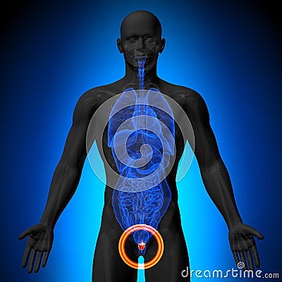 Prostate - Male Anatomy Of Human Organs - X-ray View Stock Illustration ...