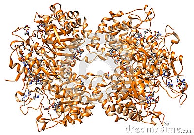 Protein Structure Royalty-Free Cartoon | CartoonDealer.com #28753460