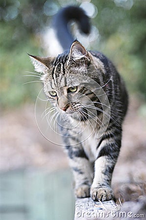 Prowling Cat Royalty Free Stock Image - Image: 3866986