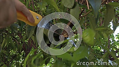 Pruning a mandarin tree stock footage. Video of branch - 248600678