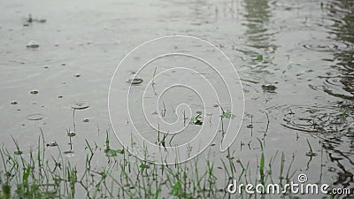 Puddle on the Lawn in the Park during the Rain Stock Video - Video of ...