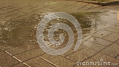 Puddle on the Pavement. Drops of Rain Fall into the Water. Baby Bare ...