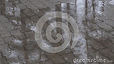 Light Drizzle Rain. Looping. You Can Use Any Channel As Alpha, or Use ...