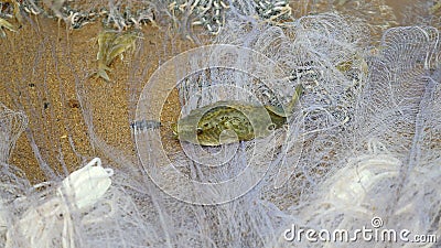 Blowfish Lying Out of Water on a Fishing Net with Other Captured Fishes ...