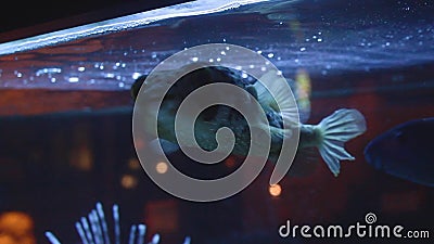 Pufferfish inside the tank stock video. Video of coral - 257821591