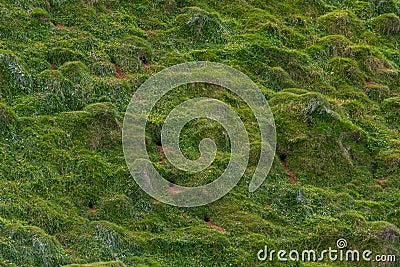 Puffins Nesting At Heimaey Island On Iceland Royalty-Free Stock Image ...