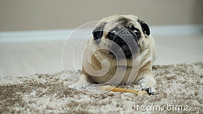 Pug Dog Growling and Indignant, Protects the Bone Stock Video - Video ...