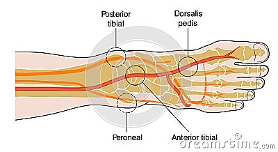 Pulsos Do Pedal Imagem de Stock - Imagem: 12592711