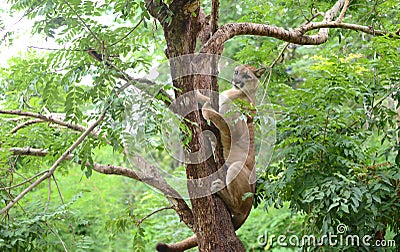 Puma Climbing On Tree Stock Photo - Image: 41480408