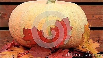 Pumpkin Rotate on Autumn Leaves Stock Footage - Video of moving, fruit ...