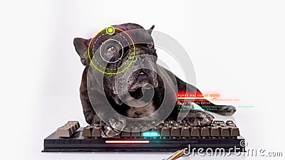 Puppy Hacker with Computer Keyboard Stock Footage - Video of online ...