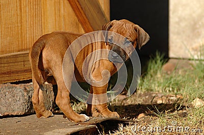 Puppy Looking Back Stock Images - Image: 1141074