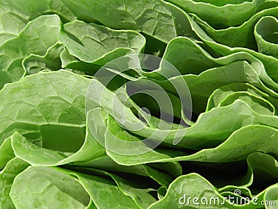 Pure Chlorophyll Stock Photo - Image: 59150684