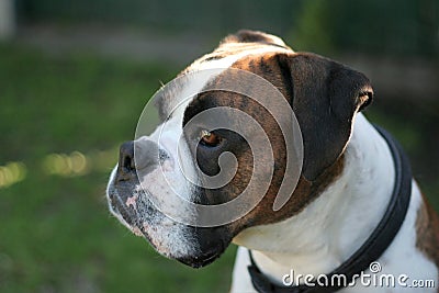 Purebred Boxer Stock Photo - Image: 1066370