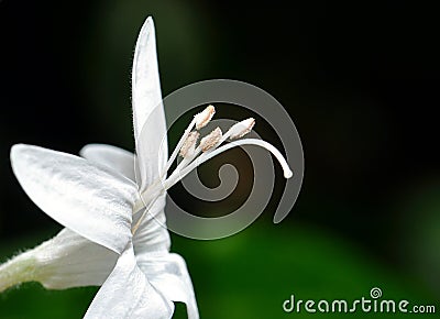 Purity Flower Stock Photos - Image: 26623903