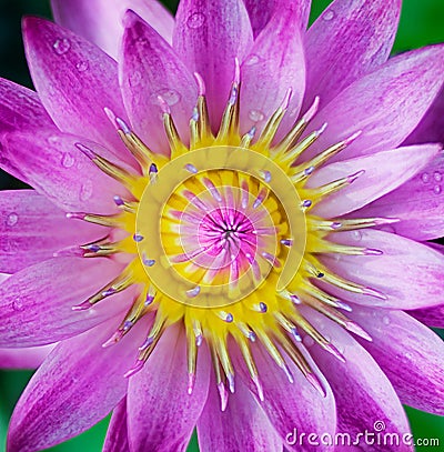 Purple Exotic Flower Royalty Free Stock Photos - Image: 9343218