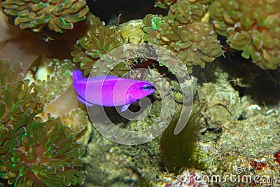 Purple Fish Royalty Free Stock Images - Image: 13552109