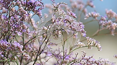 Purple flowers of caspia stock footage. Video of herb - 177770566