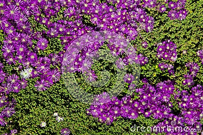 Purple Ice Plant Background Stock Photo - Image: 10504540
