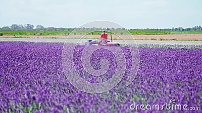 Purple Lavender Field and Tractor Behind Stock Footage - Video of ...