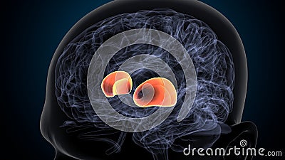 3d Illustration Of Human Brain Putamen Anatomy . Royalty-Free Stock ...