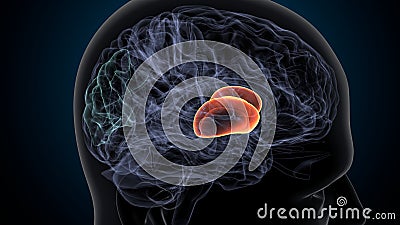3d Illustration Of Human Brain Putamen Anatomy . Stock Photography ...