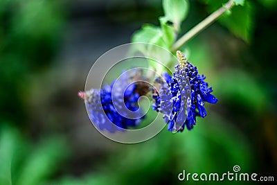 Pycnostachys Urticifolia Stock Image | CartoonDealer.com #86393527