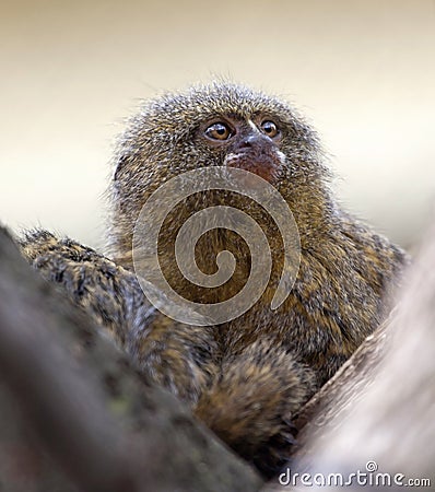 Pygmy Marmoset Or Dwarf Monkey Royalty-Free Stock Photography ...