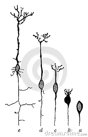 Pyramidal Cells Of The Brain, Vintage Illustration Cartoon Vector ...